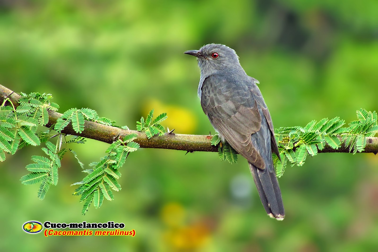 Zoologia: Cuco-melancolico (Cacomantis merulinus)
